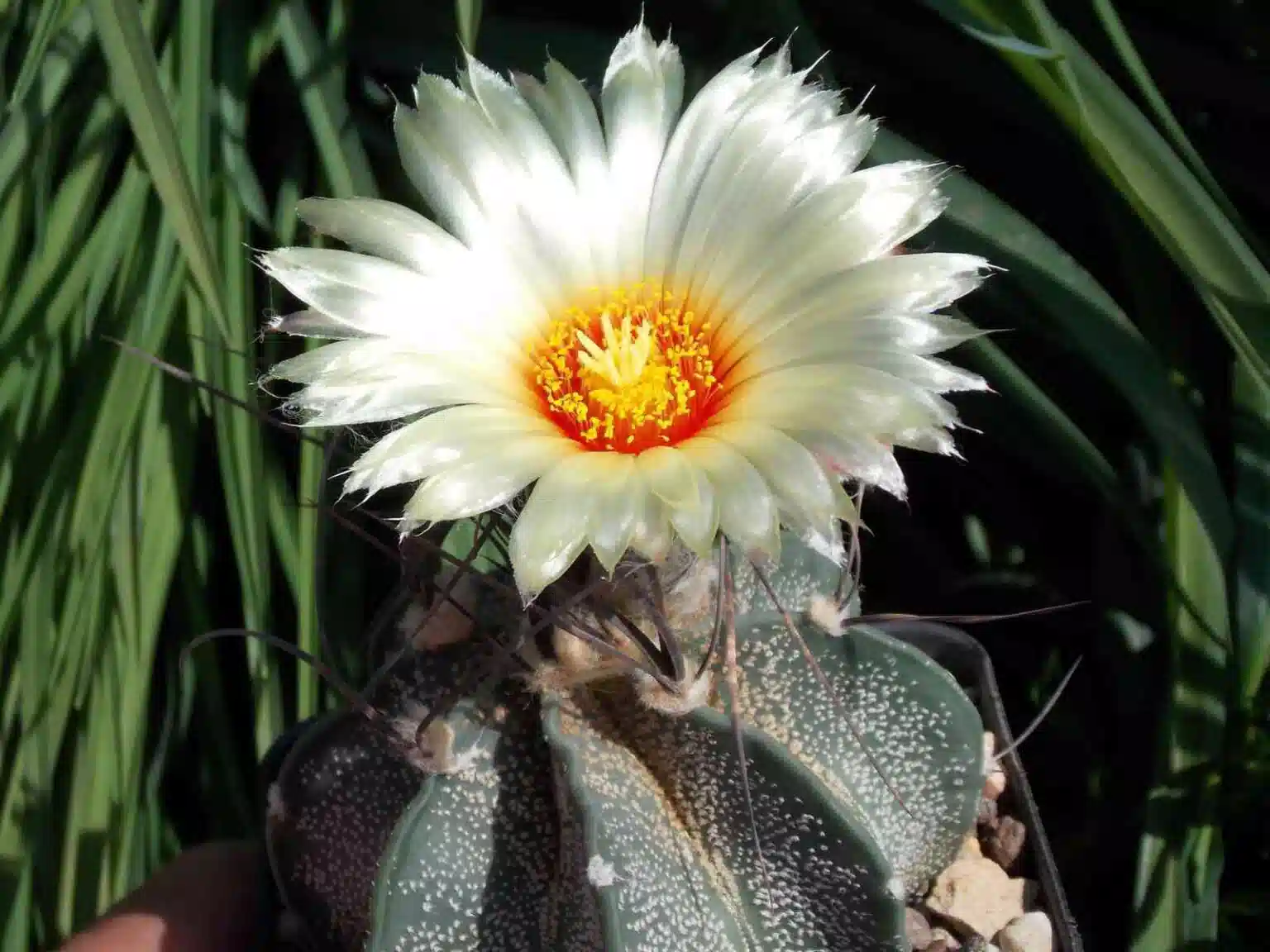 انواع کاکتوس و شرایط نگهداری آن +معرفی انواع کاکتوس به همراه عکس